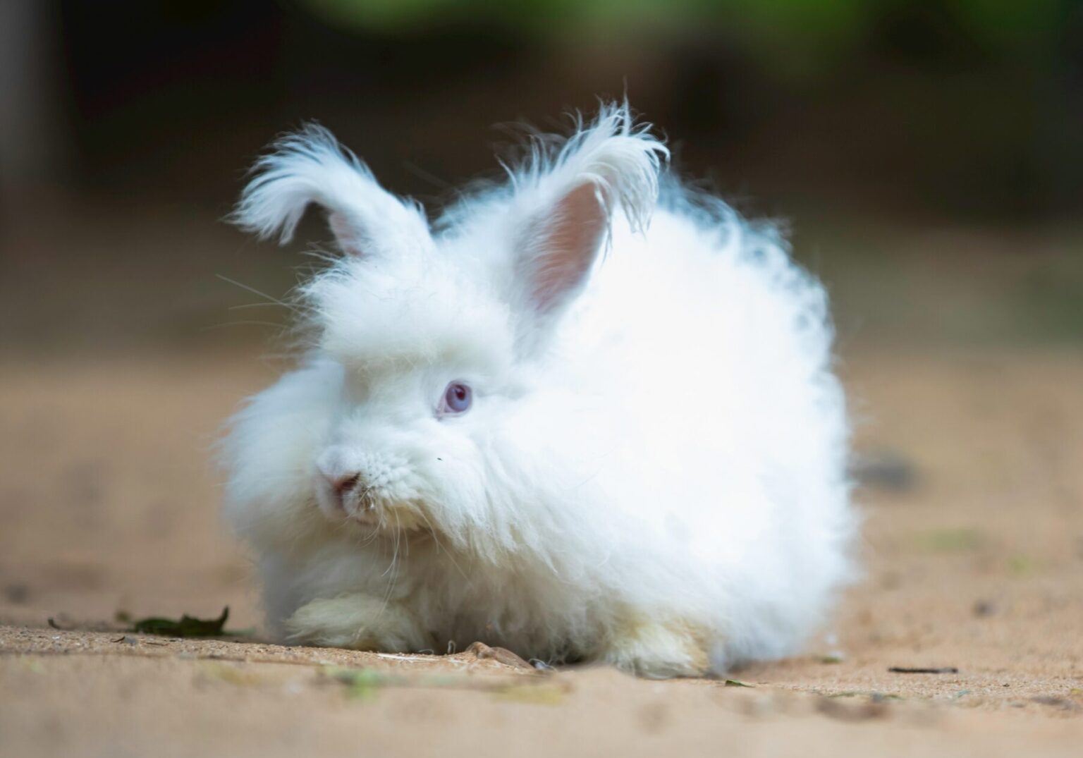 Top 5 Most Popular Pet Rabbit Breeds - Hutch Happiness