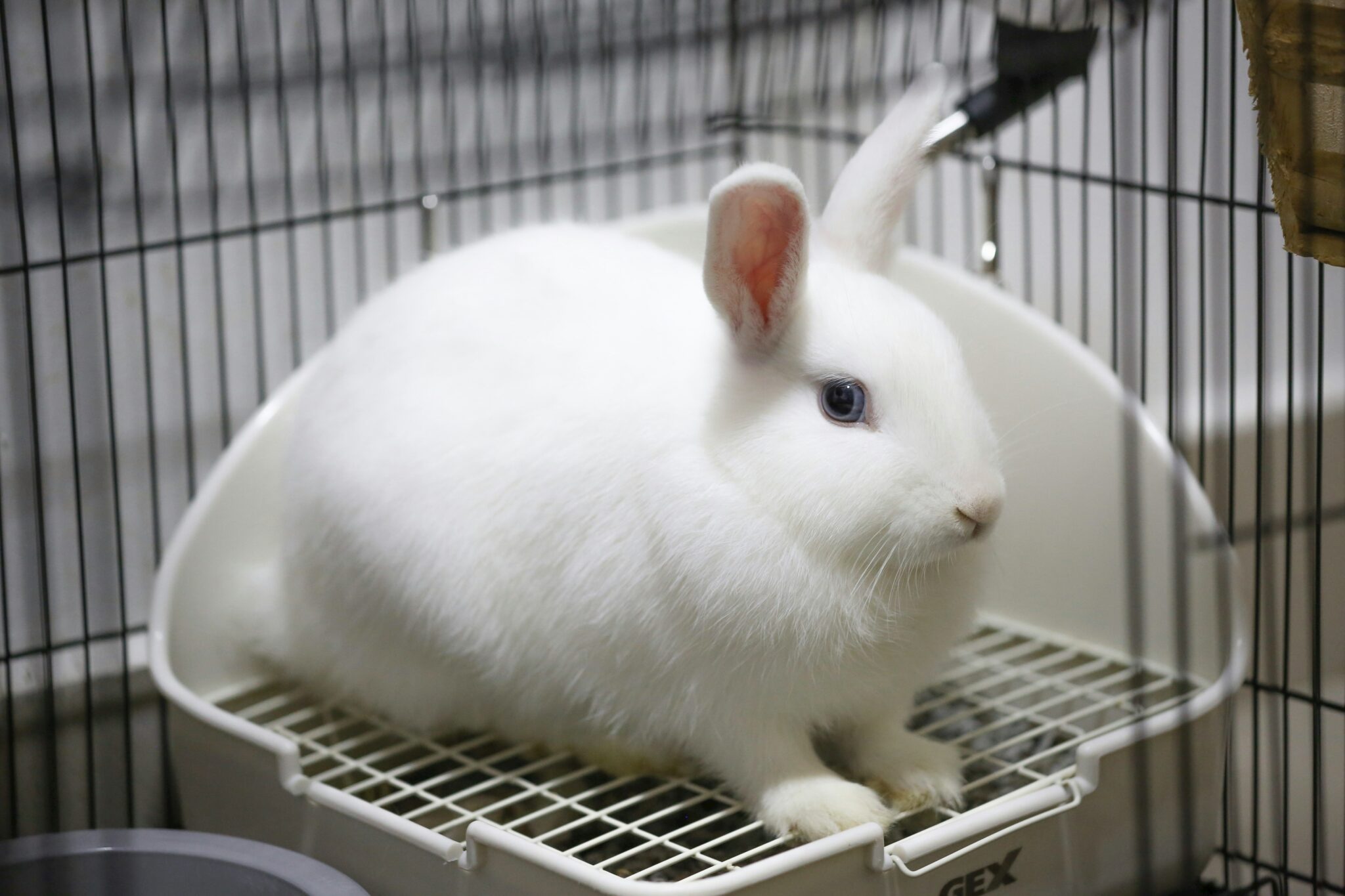 Top 5 Most Popular Pet Rabbit Breeds - Hutch Happiness