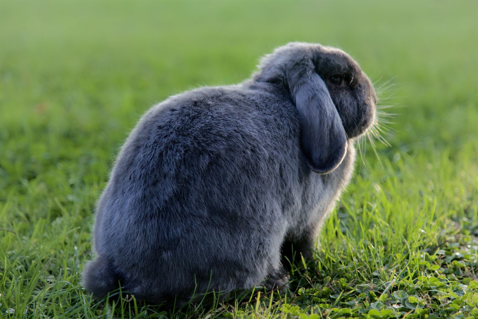 Lop Eared Rabbits: A Guide to the World of Floppy-Eared Bunnies - Hutch ...