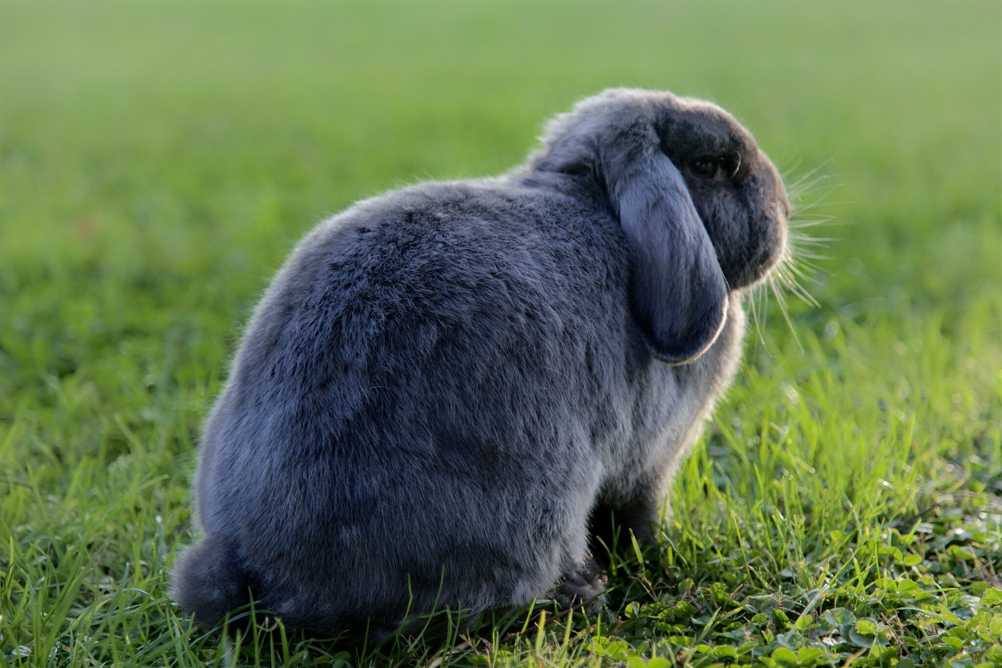 Lop Eared Rabbits: A Guide to the World of Floppy-Eared Bunnies - Hutch ...