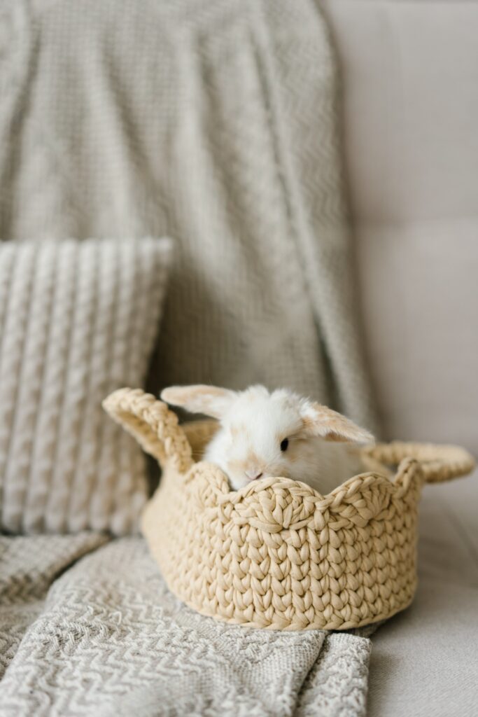 Top 5 Most Popular Pet Rabbit Breeds - Hutch Happiness