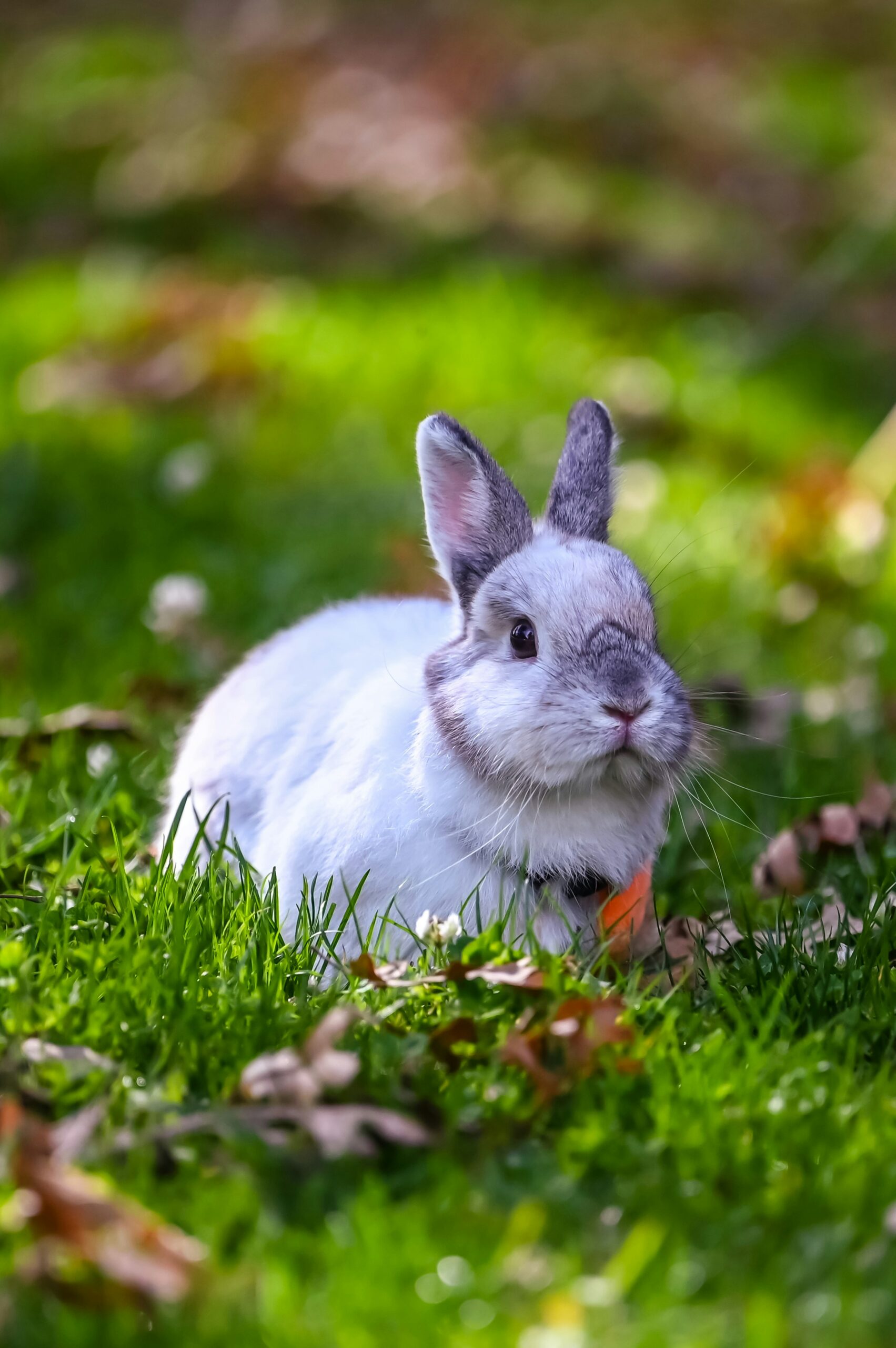 Dwarf Breeds - Hutch Happiness