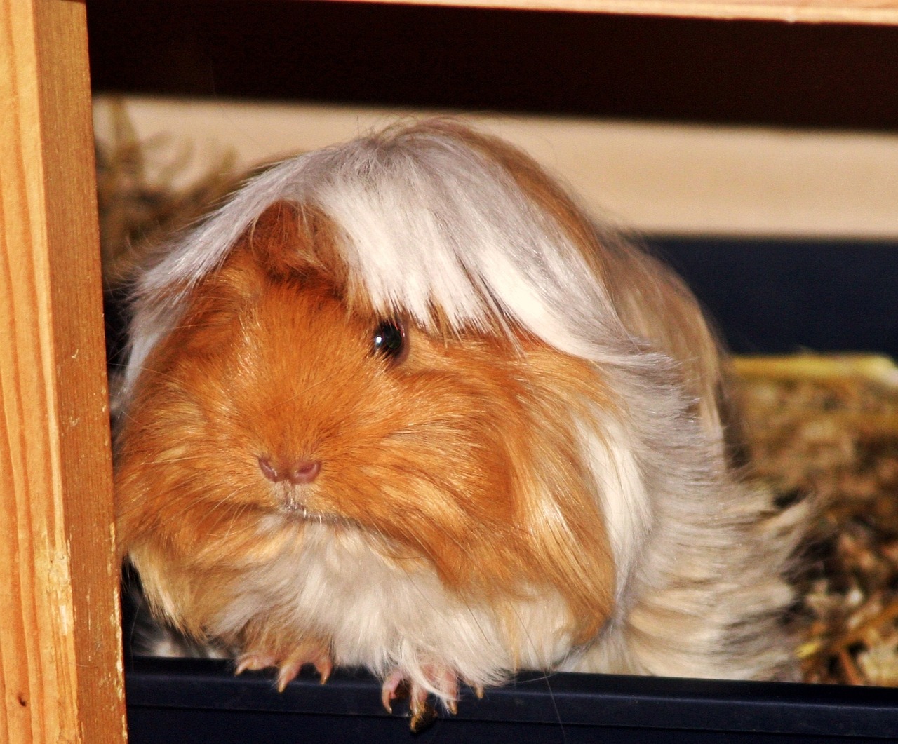 Breed Spotlights - Hutch Happiness
