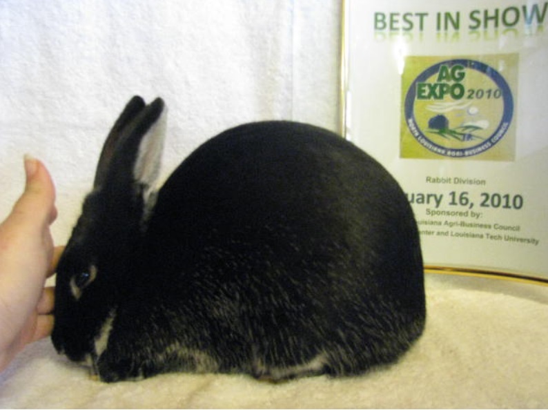 Medium Breeds - Hutch Happiness