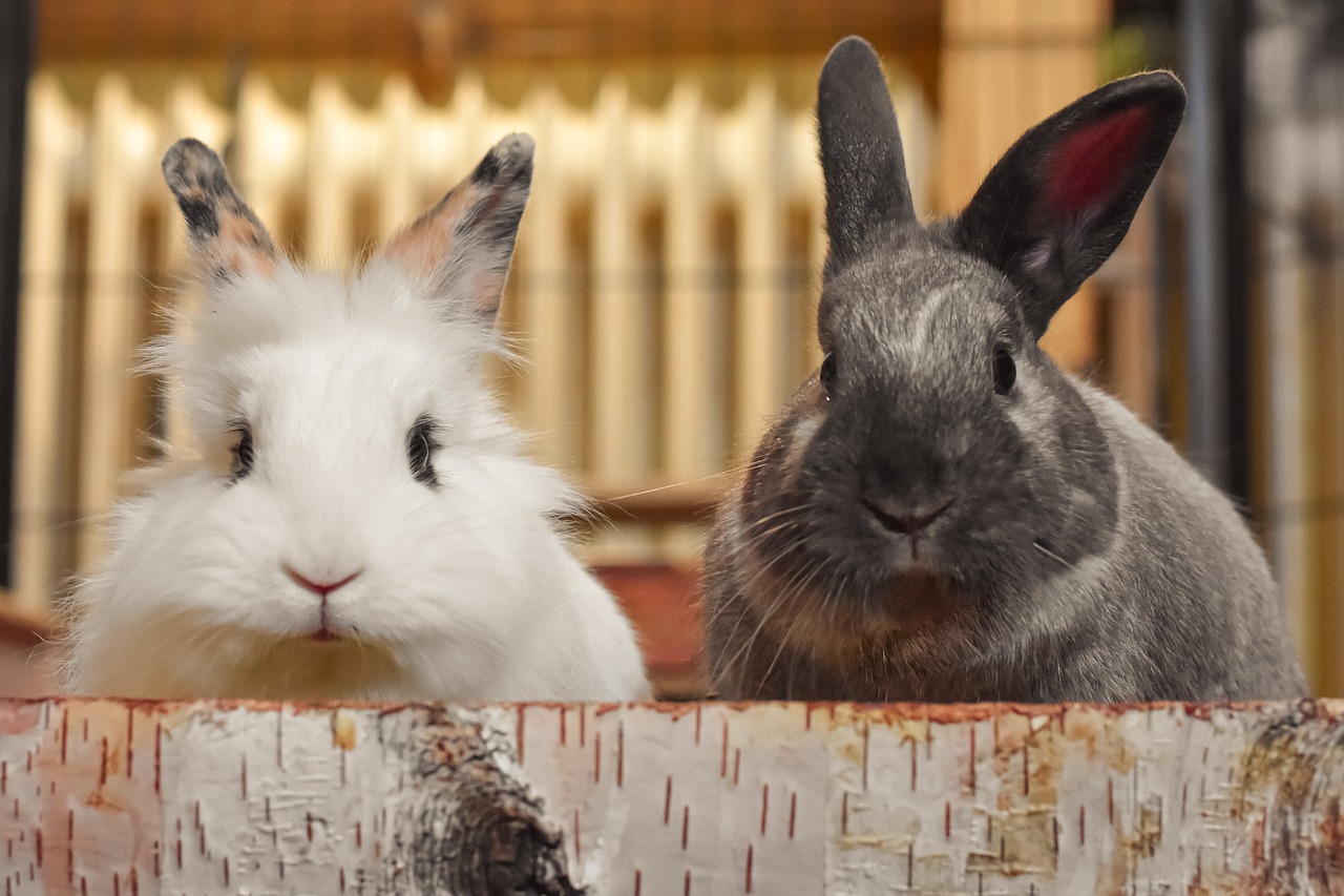 Should You Let Your Rabbit Chew on Wood? - Hutch Happiness
