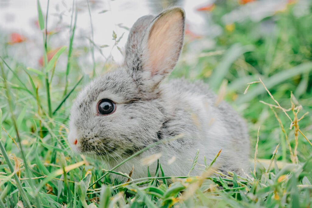 Top 5 Most Popular Pet Rabbit Breeds - Hutch Happiness