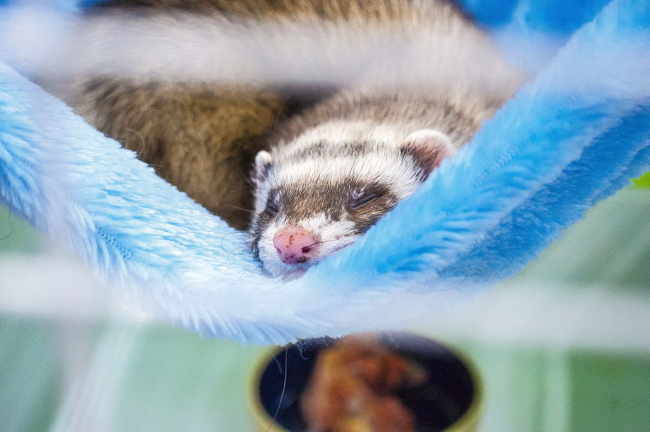 Do Ferrets Make Good Pets? - Hutch Happiness