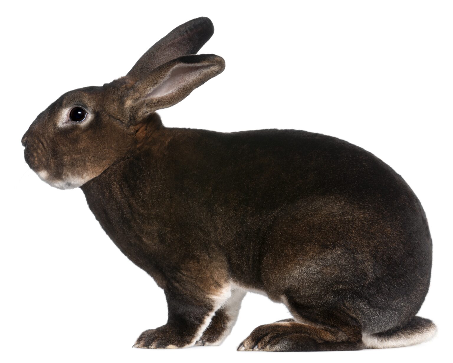 Mini Rex - Hutch Happiness